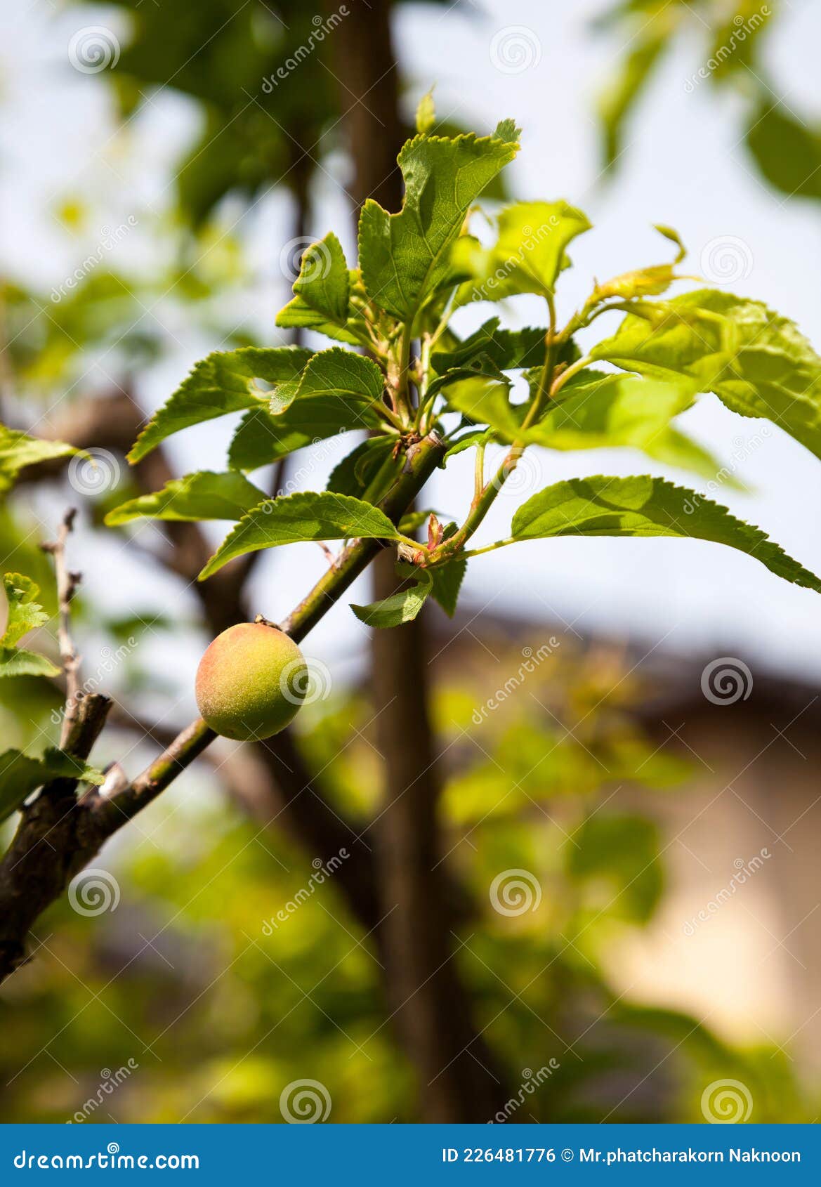 Young Green Ume Plum Fruit on a Tree., Japan Plum Stock Photo - Image ...