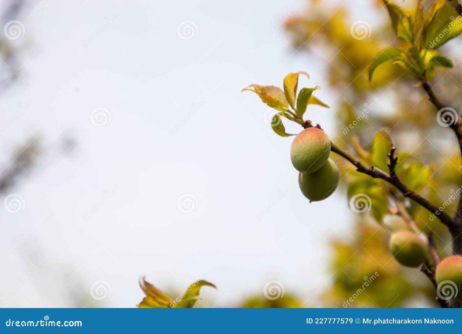 Young Green Ume Plum Fruit on a Tree., Japan Plum Stock Image - Image ...