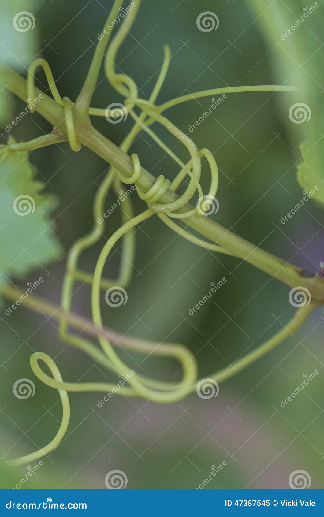 Young Green Vine Tendrils. stock image. Image of agriculture - 47387545