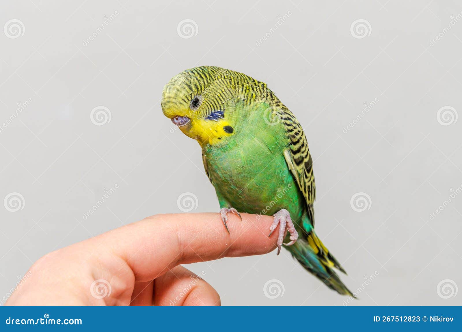 A Young Green Wavy Parrot Sits on a Hand, a Human Finger Stock Image ...