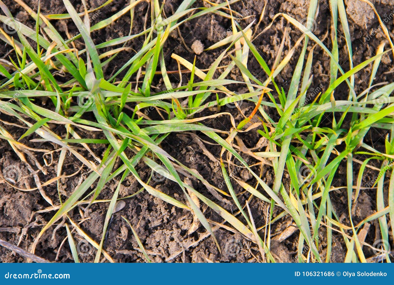 Young Green Wheat Plants on Field at Early Spring Stock Photo - Image ...
