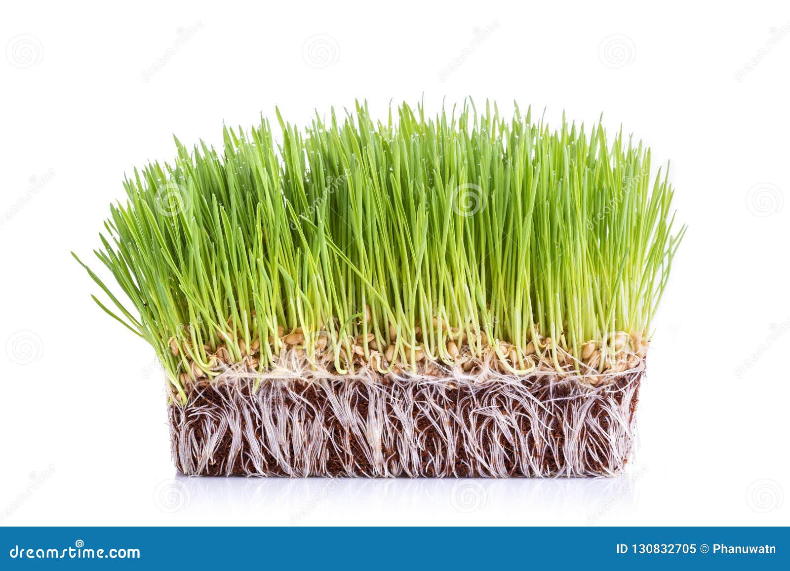 423 Pile Wheatgrass Stock Photos - Free & Royalty-Free Stock Photos ...