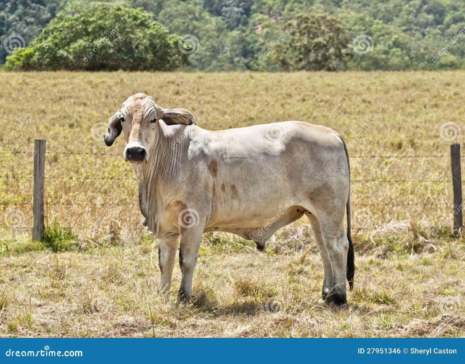 Young Grey Brahma Cow on Cattle Ranch Stock Photo - Image of grass ...