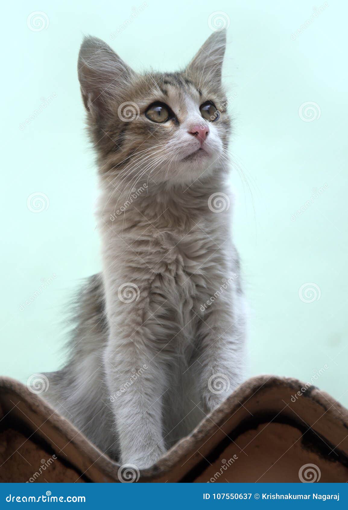 Young Grey Cat Sitting on Roof Stock Image - Image of kitty, black ...