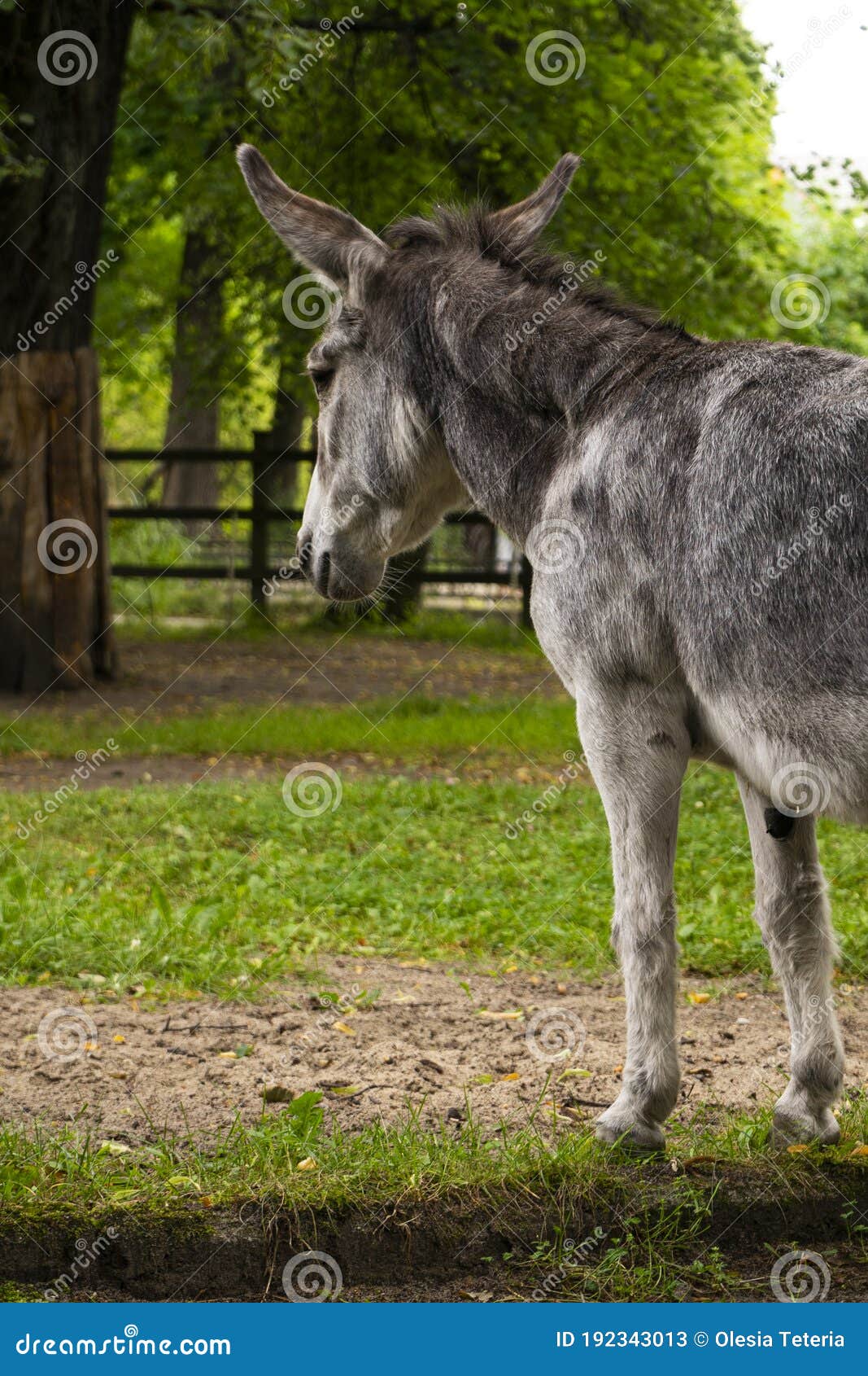 A Young Grey Donkey, Portrait Stock Image - Image of grass, farm: 192343013