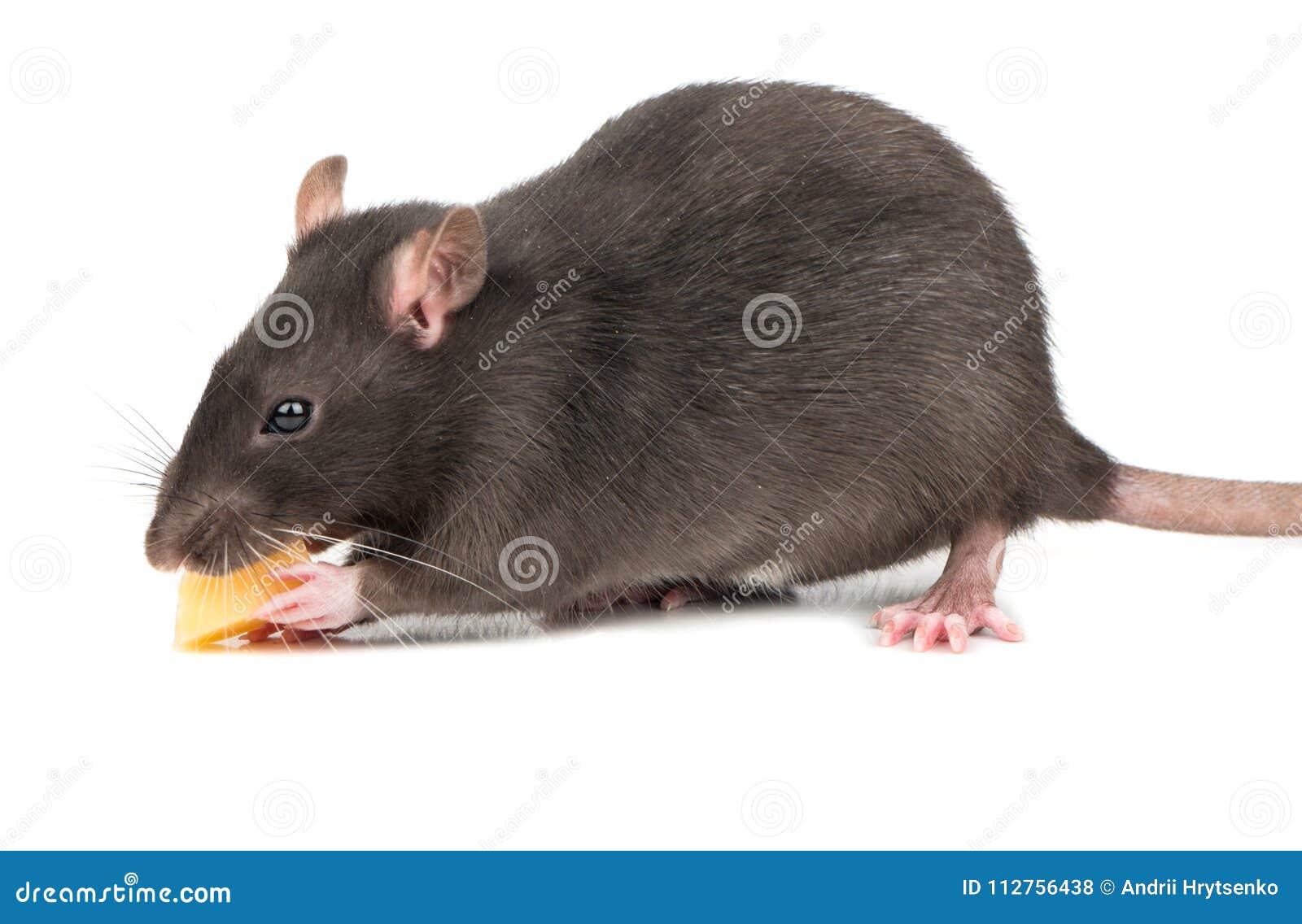 Gray rat with cheese stock photo. Image of pets, pest - 112756438