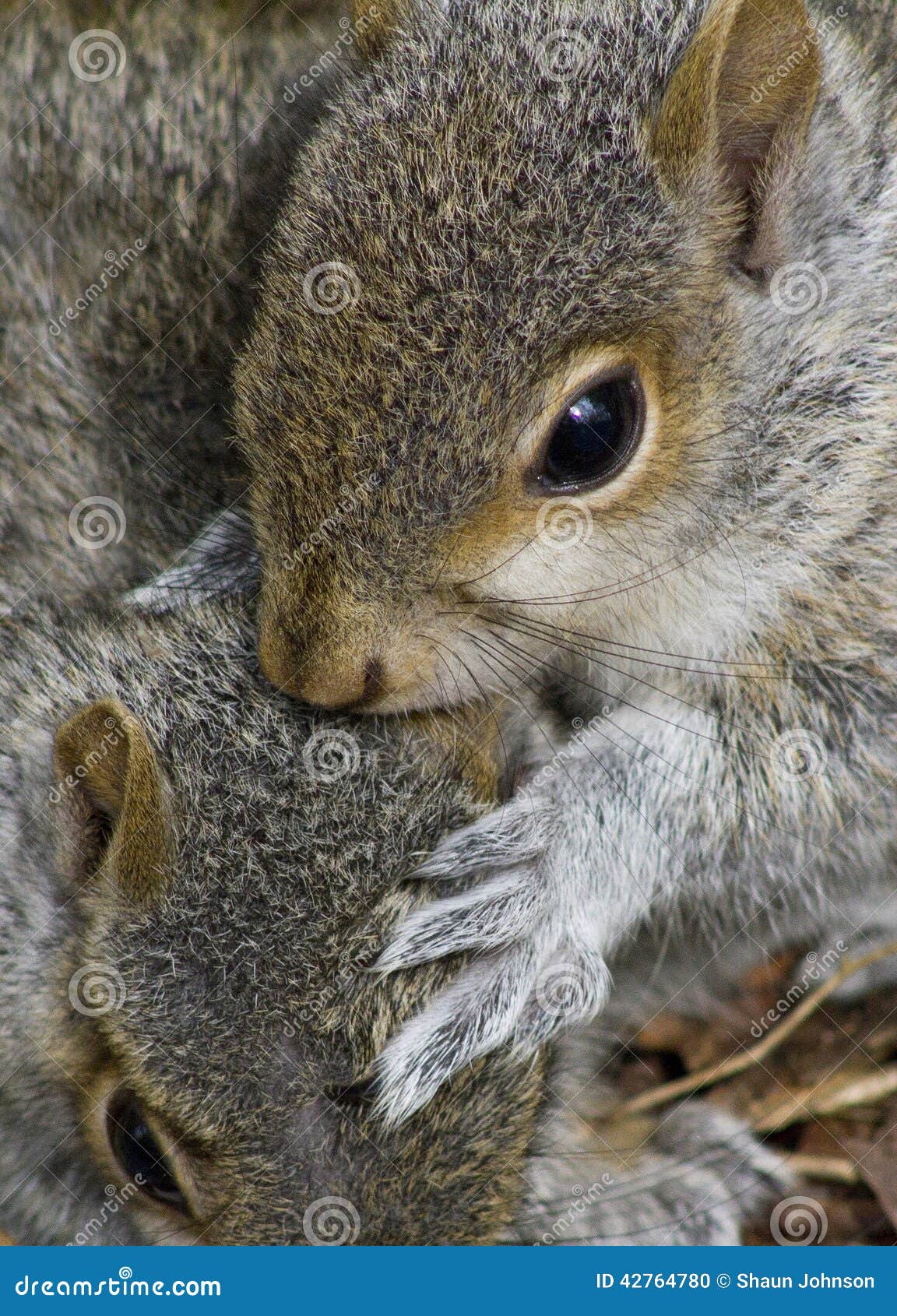 Young Grey Squirrels stock photo. Image of life, nature - 42764780
