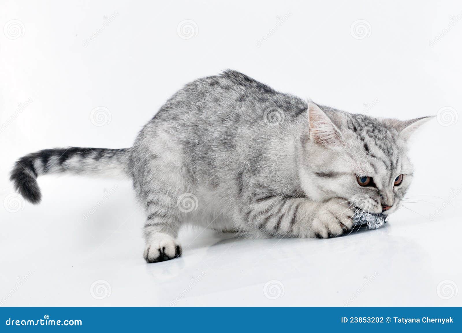 Young Grey White Scottish Kitten Playing Stock Photo - Image of silver ...