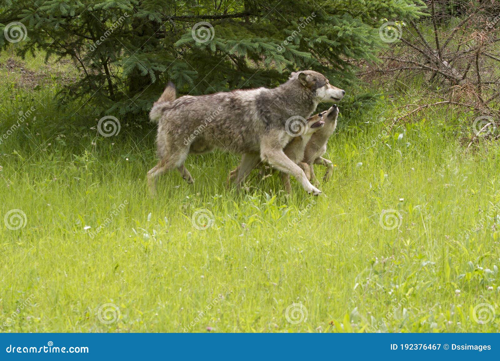 Wolf Pup Playing with Alpha Male Stock Image - Image of beauty ...
