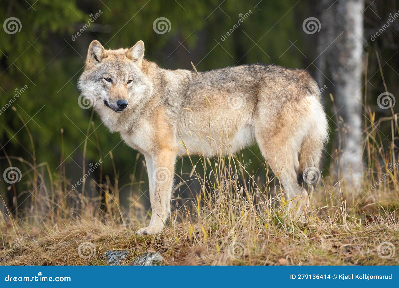 Young Grey Wolf Standing in the Forest Stock Photo - Image of scandinavia, fall: 279136414