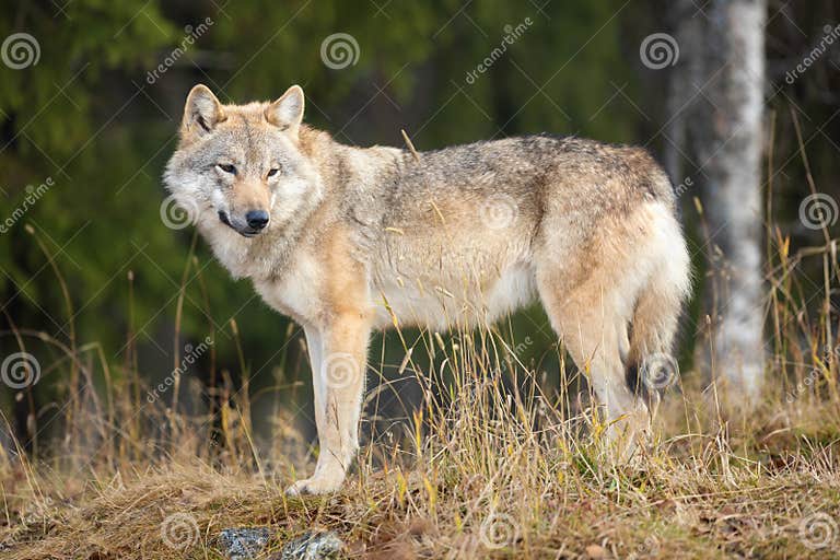 Young Grey Wolf Standing in the Forest Stock Photo - Image of ...