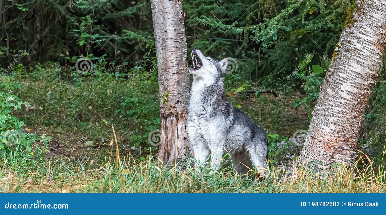 Young Grey Wolf stock photo. Image of canine, adolescent - 198782682