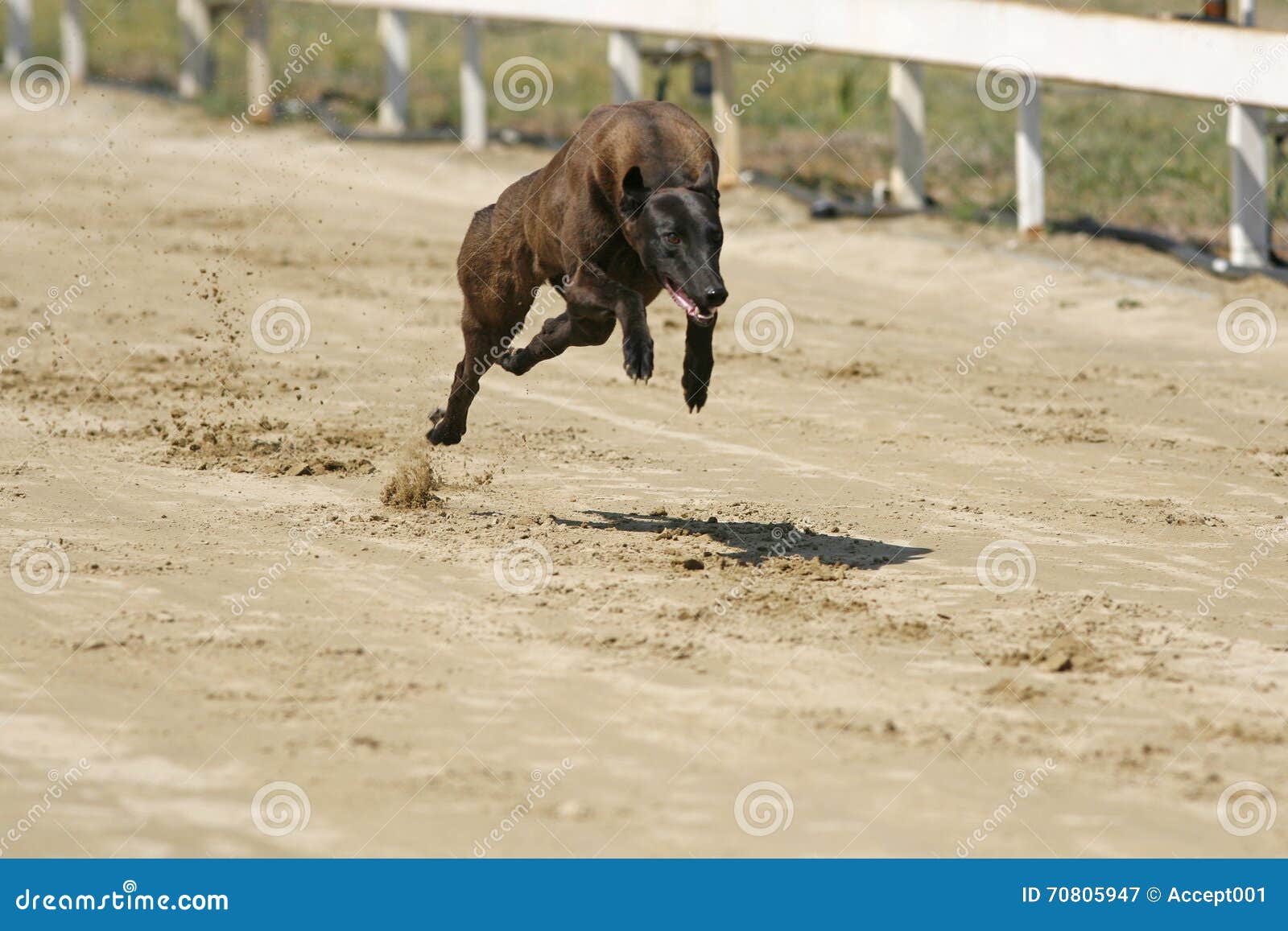 Young Greyhound Running on a Ttraining Full Speed Stock Image - Image ...
