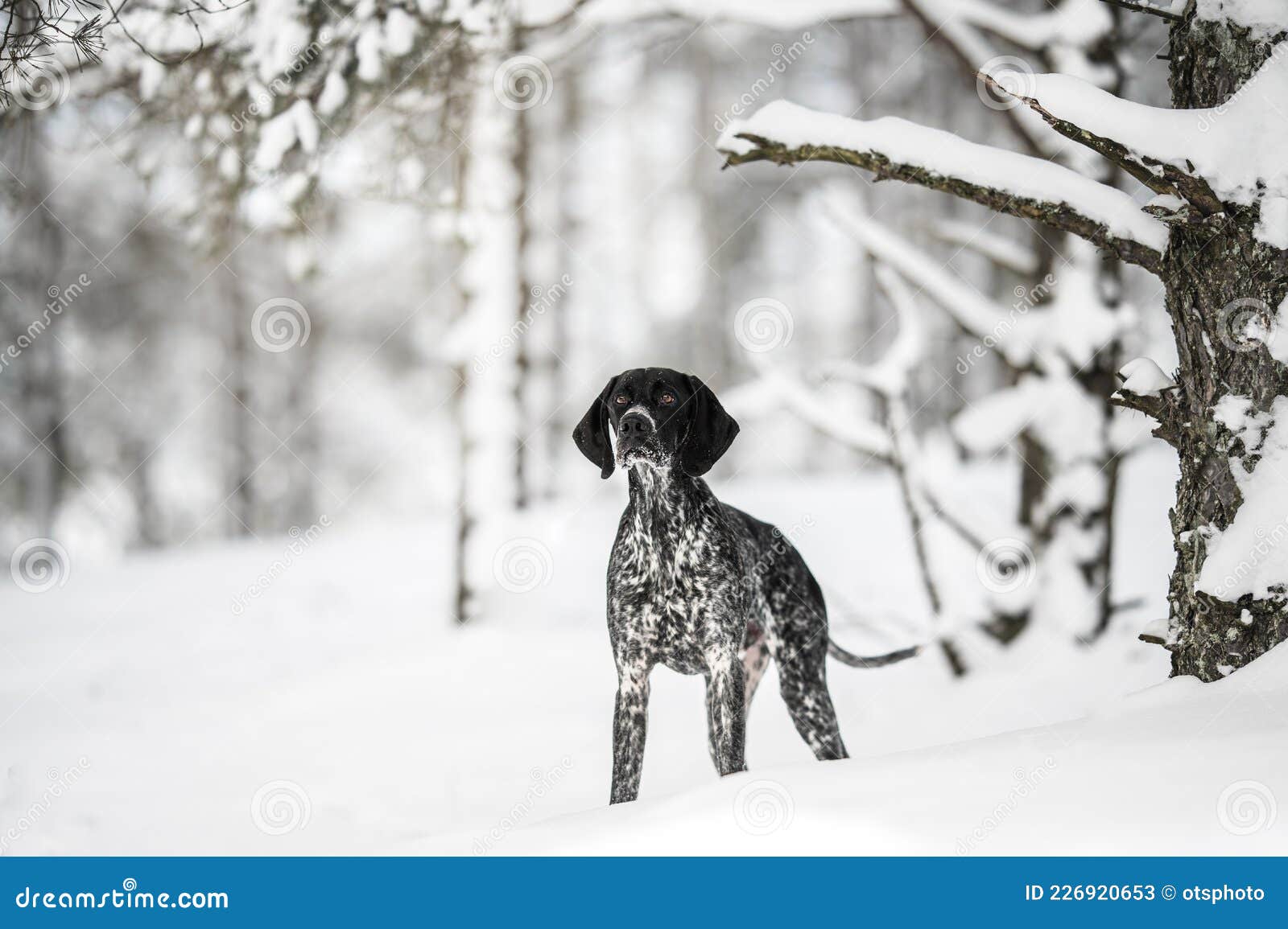 Young Greyster Dog Posing in the Forest in Winter Stock Image - Image ...