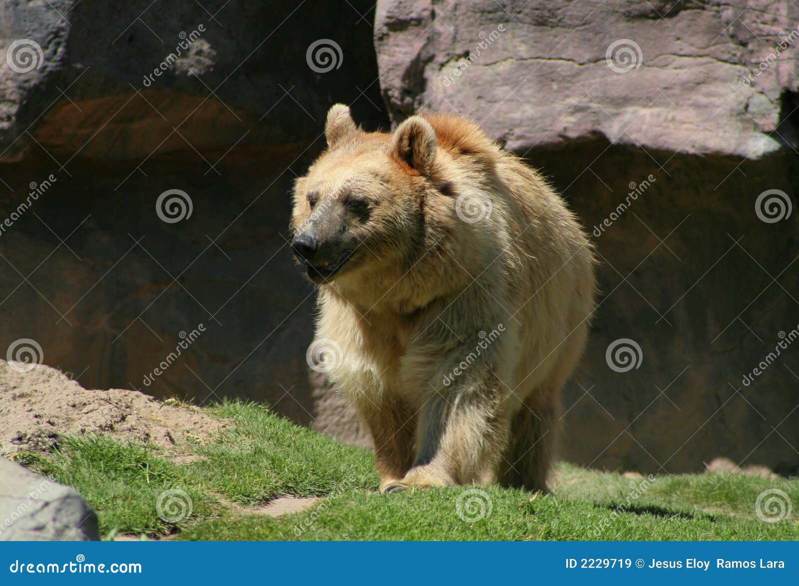 Mexican Brown Bear
