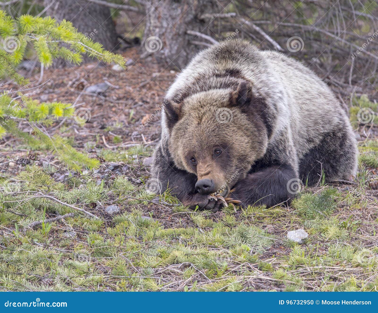 Young Grizzly Bear Lying with Paws Folded Stock Photo - Image of biting ...