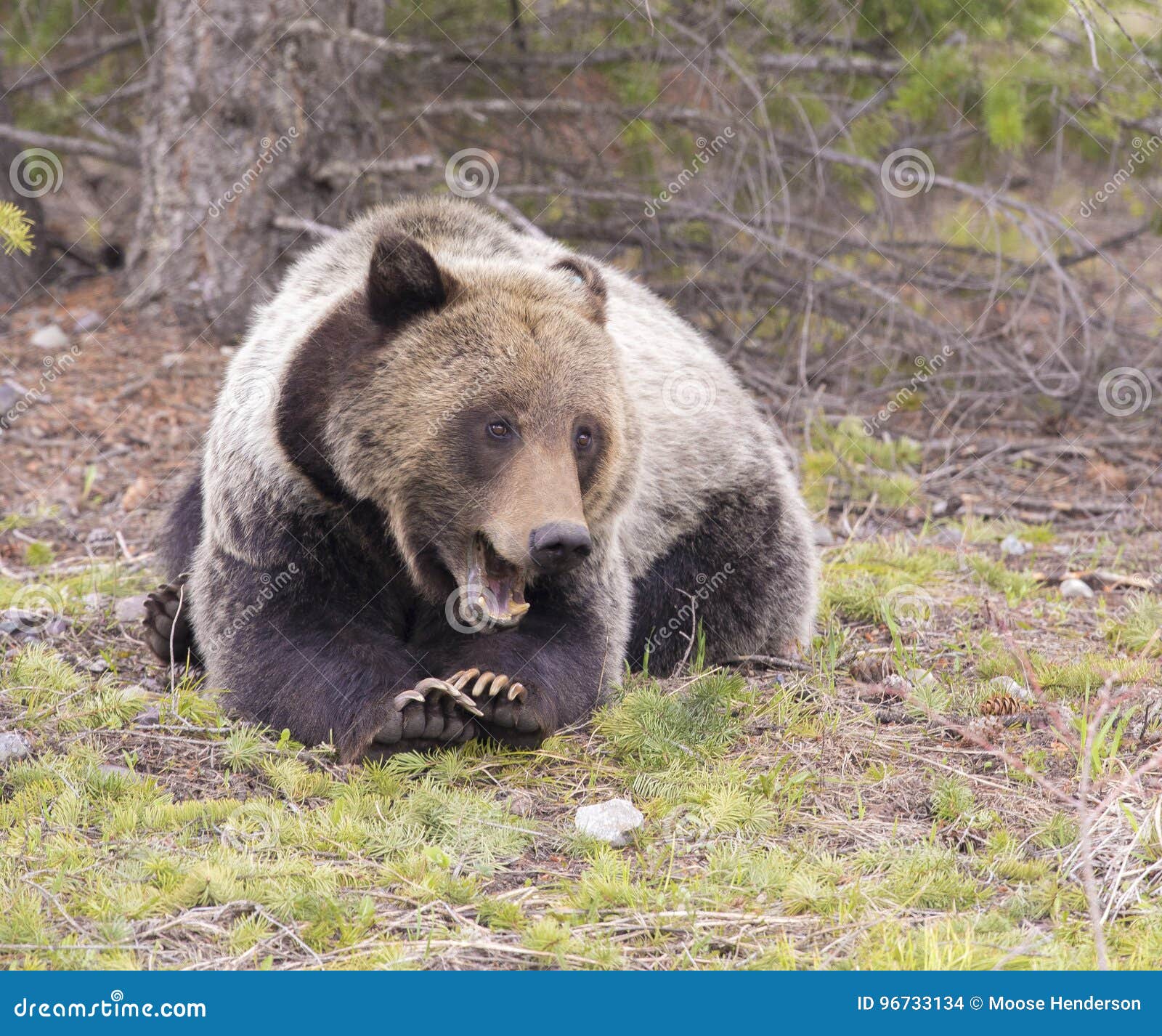 Young Grizzly Bear Lying with Paws Folded Stock Photo - Image of ...