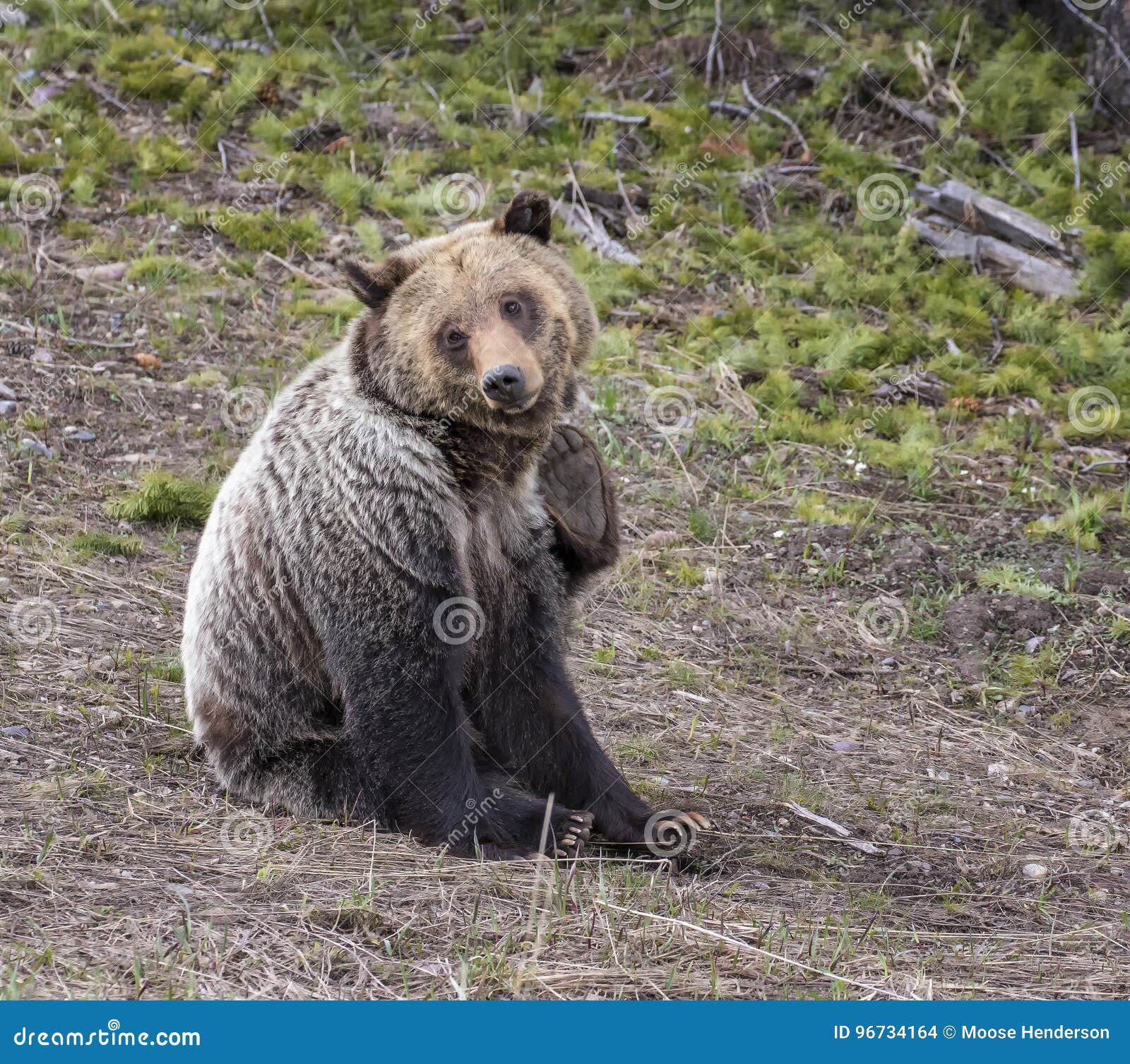 Young Grizzly Bear Scratching in Seated Position Stock Photo - Image of ...