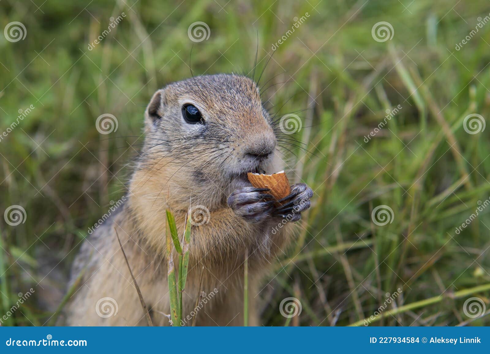 A Young Ground Squirrel Nibbles Nuts Stock Photo - Image of nuts, young ...
