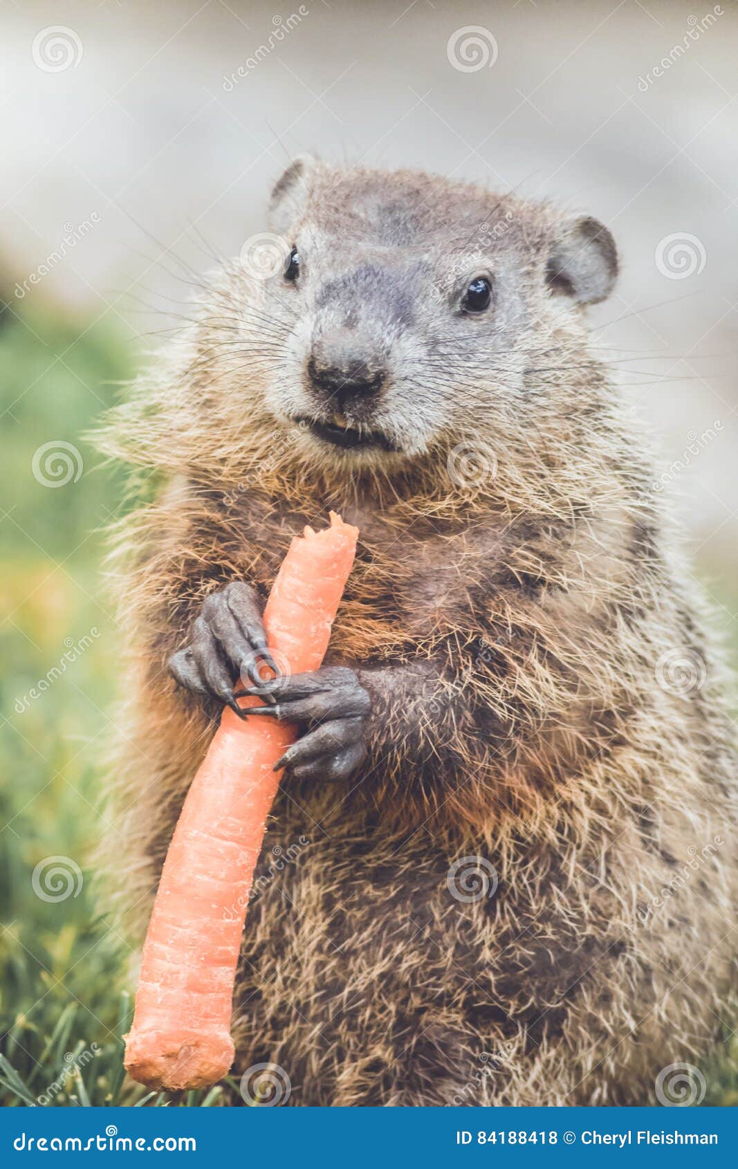 Two Young Groundhog Kits Peeking Over A Rock Royalty-Free Stock ...