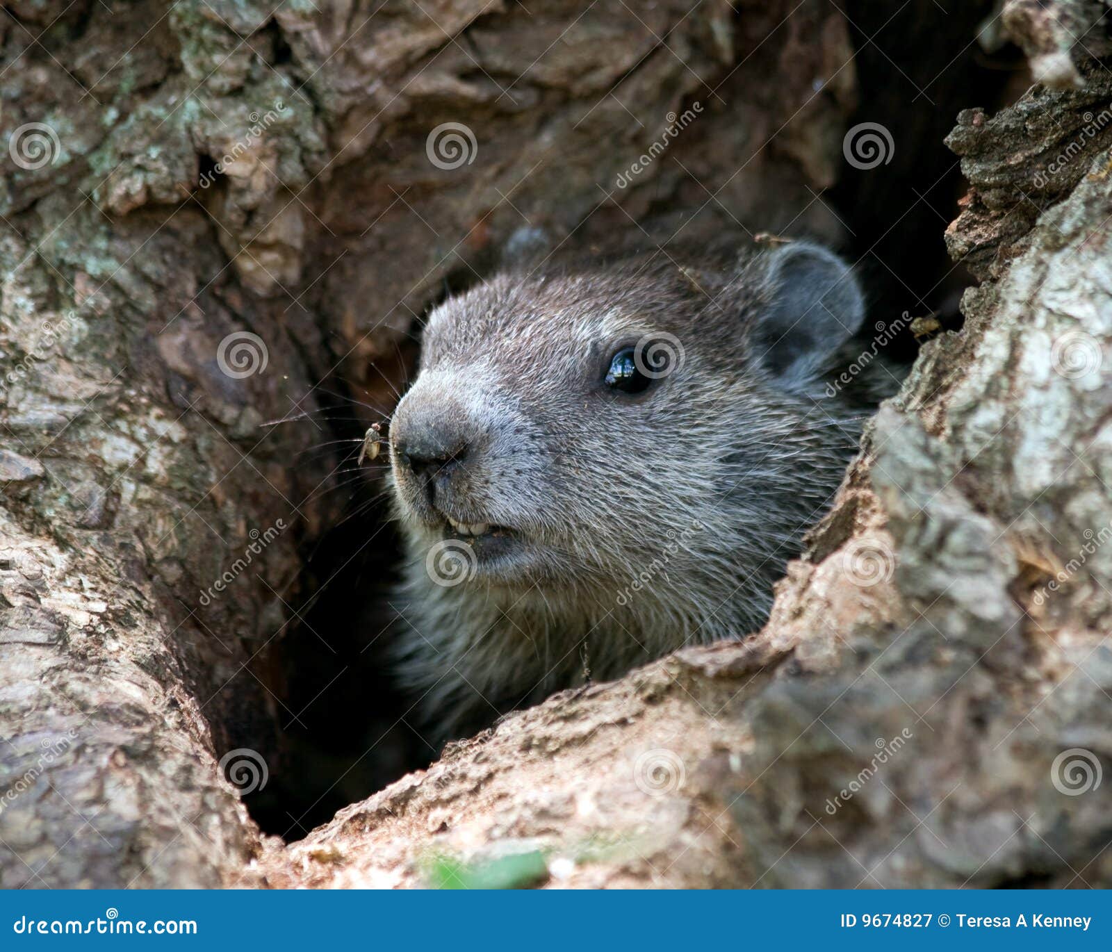 Young Groundhog in Tree stock image. Image of hiding, outdoor - 9674827