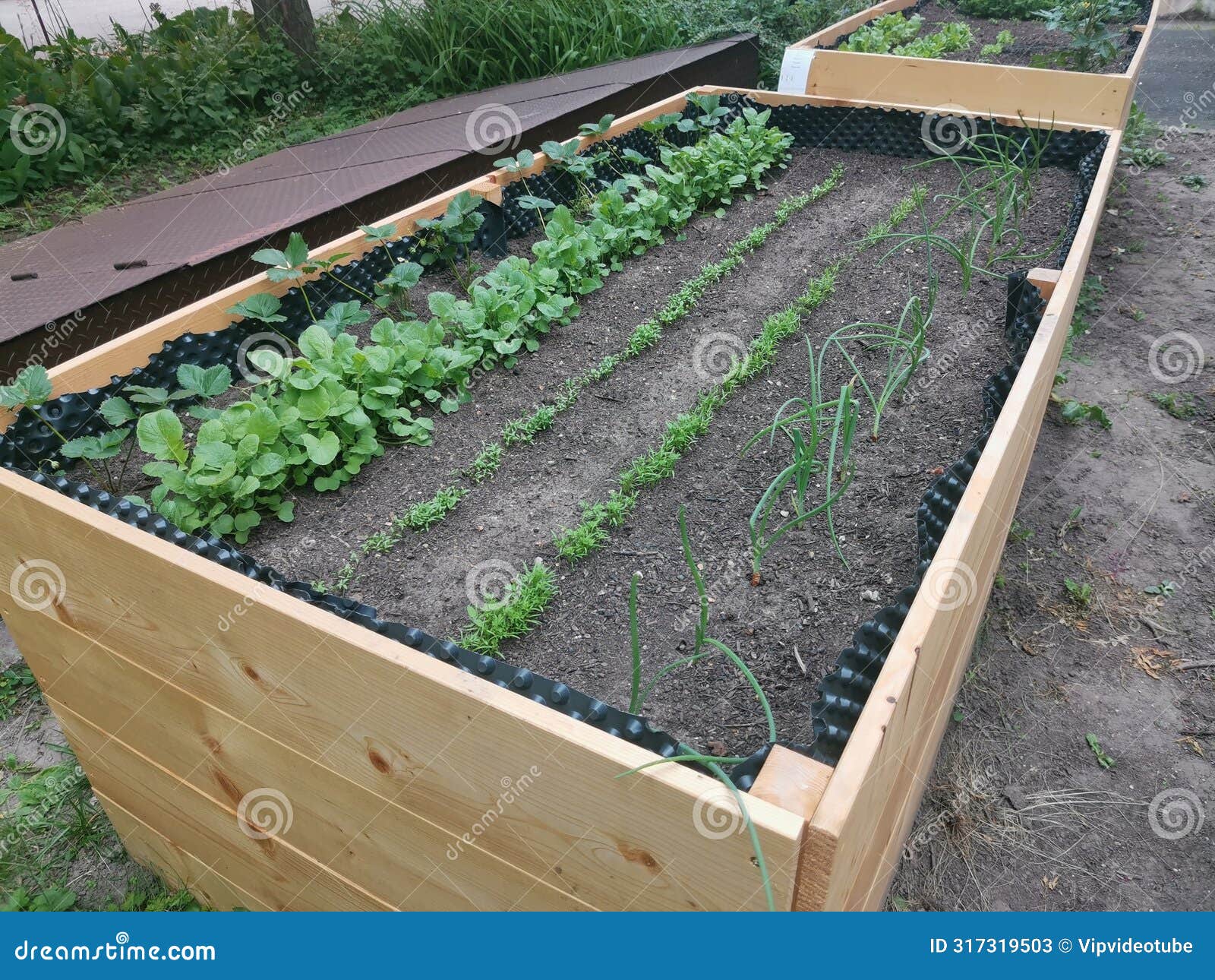 Young Growing Plants Planted in Rows in the Ground Stock Image - Image ...