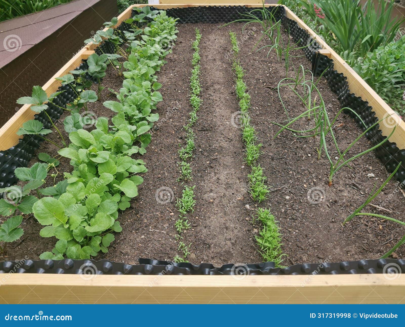 Young Growing Plants Planted in Rows in the Ground Stock Photo - Image ...