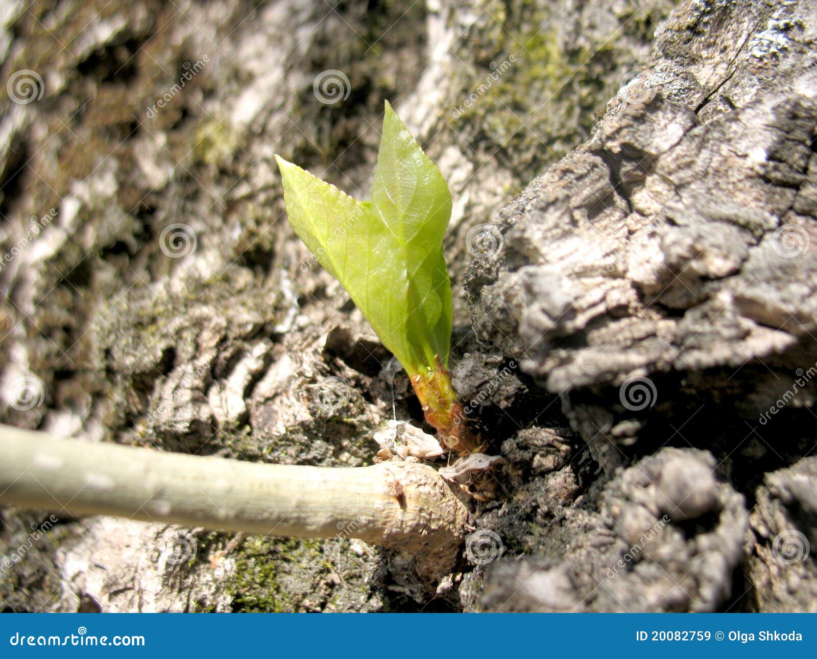 Young growth stock image. Image of tree, season, plant - 20082759