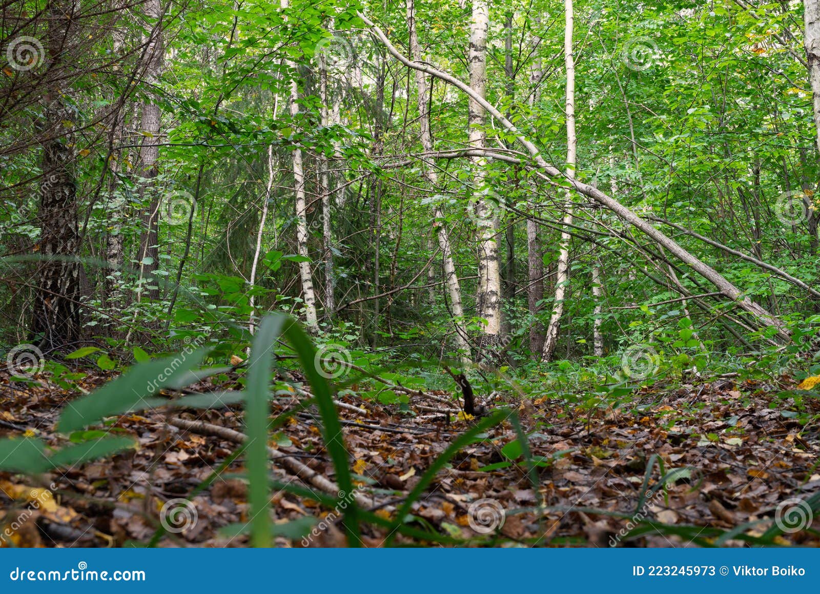 Young Growth of Birch Trees in the Forest Stock Image - Image of ...