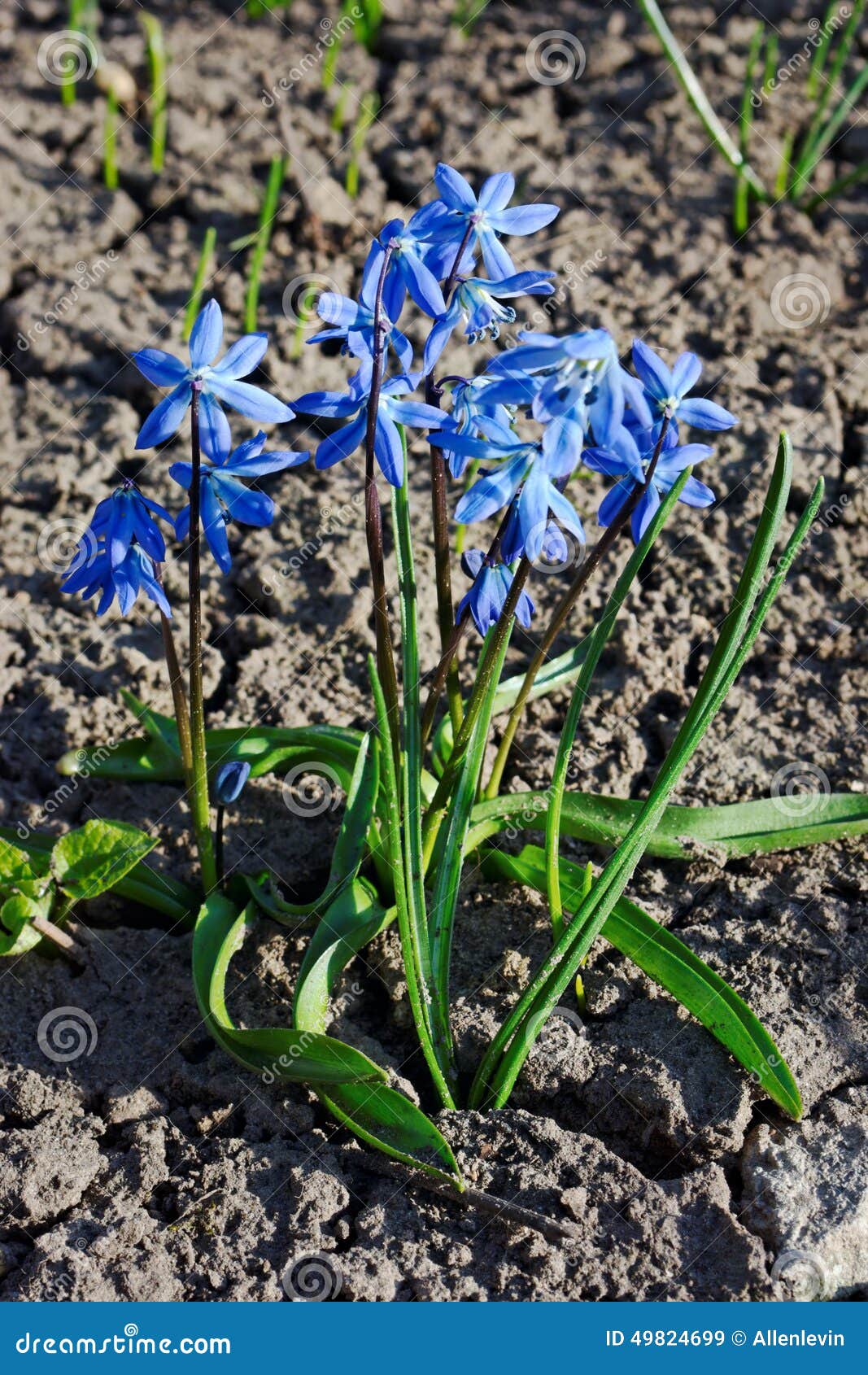 Young Growth of the Bluebell Flower in Spring Stock Image - Image of ...
