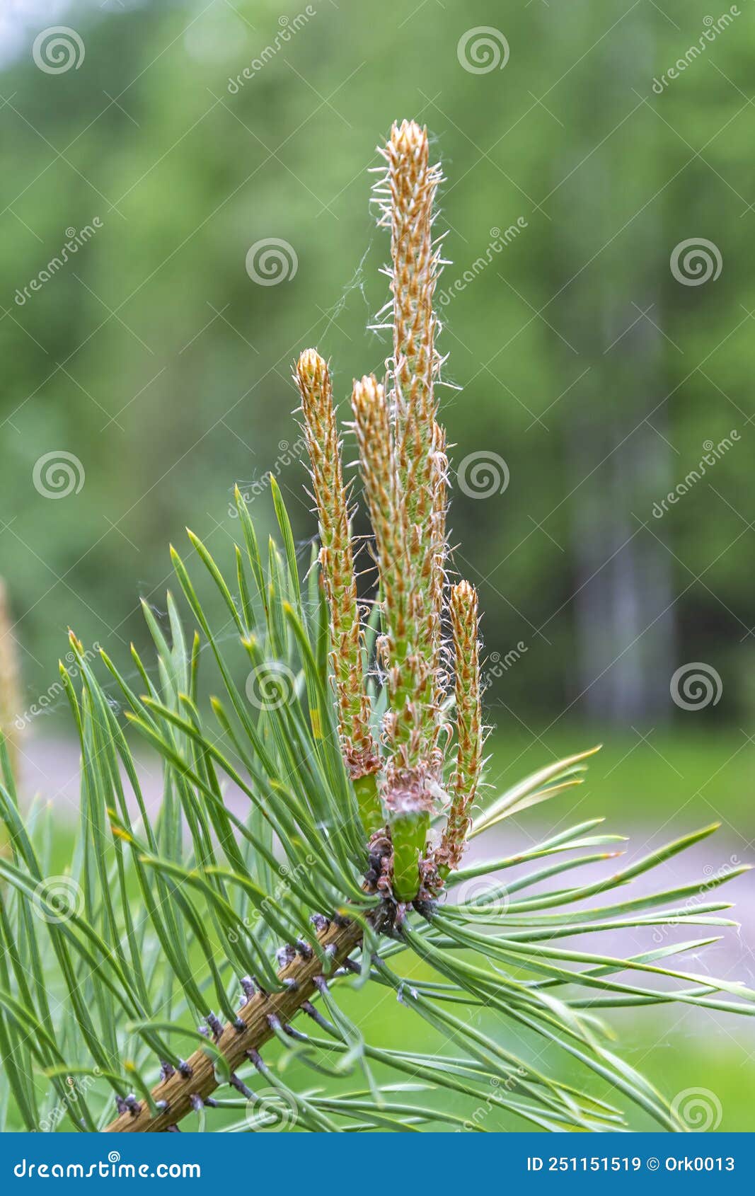Young growth of pine stock image. Image of growth, pharmacy - 251151519