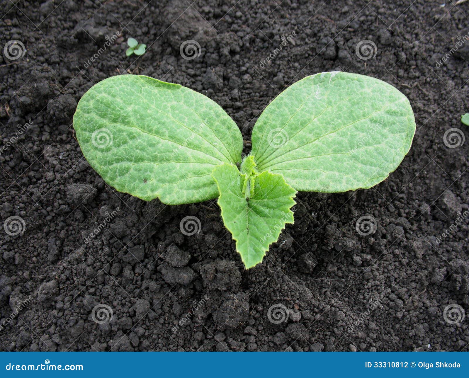 Young growth stock photo. Image of land, spring, sunlight - 33310812