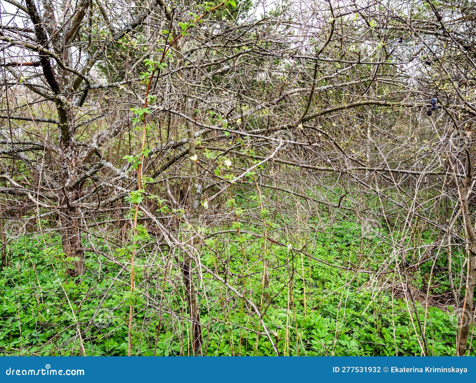 Young Growth of Trees at Overgrown Backyard Stock Photo - Image of ...