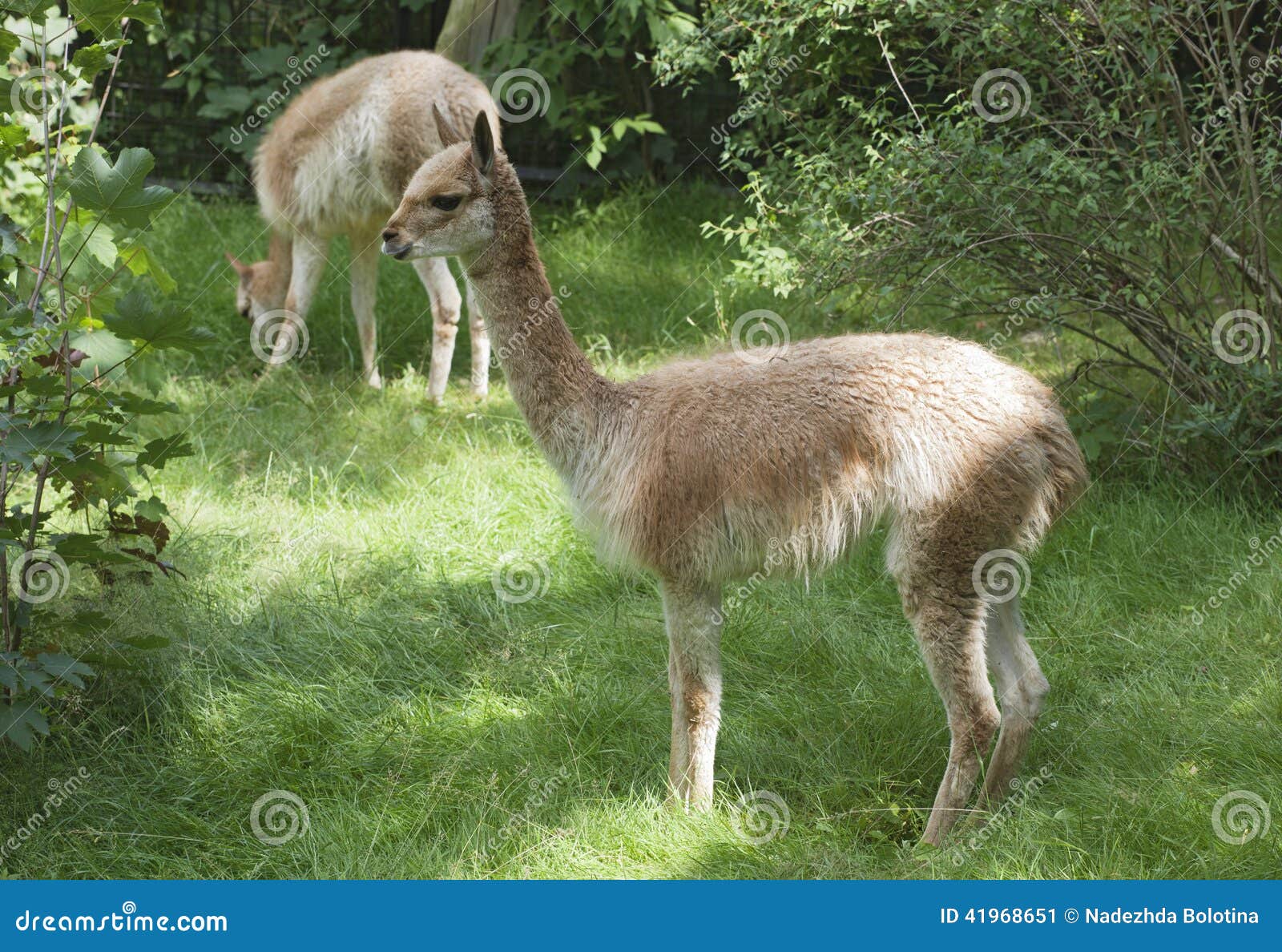 Young guanaco stock image. Image of camelid, hoofed, hair - 41968651