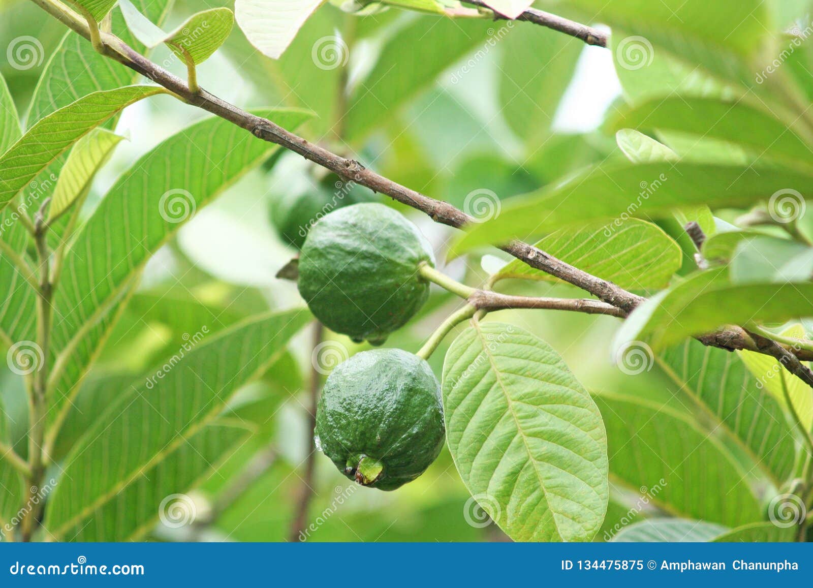 Young guava fruit stock image. Image of healthy, leaf - 134475875