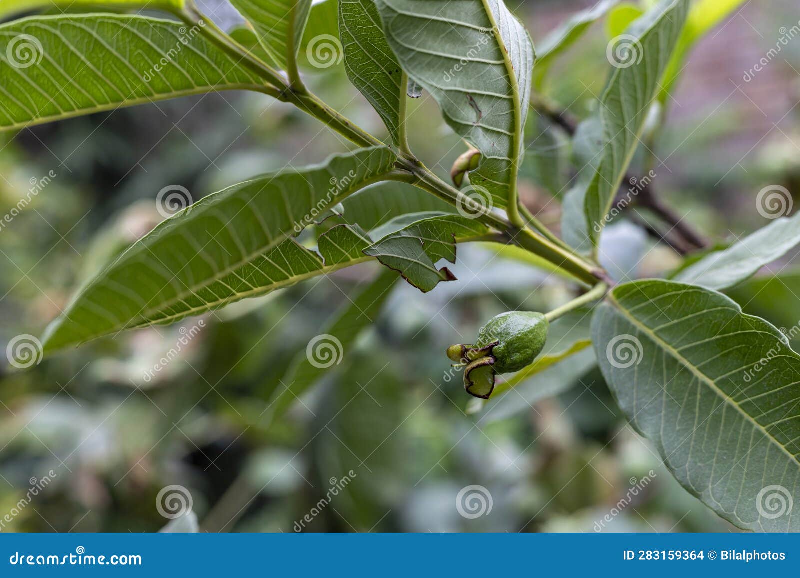 Young Guava Fruit Growing on a Guava Fruit Tree Branch Stock Photo ...