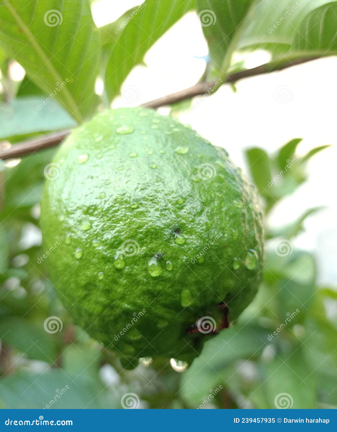 Young Guava Fruit Hanging on the Tree Stock Image - Image of fruit ...