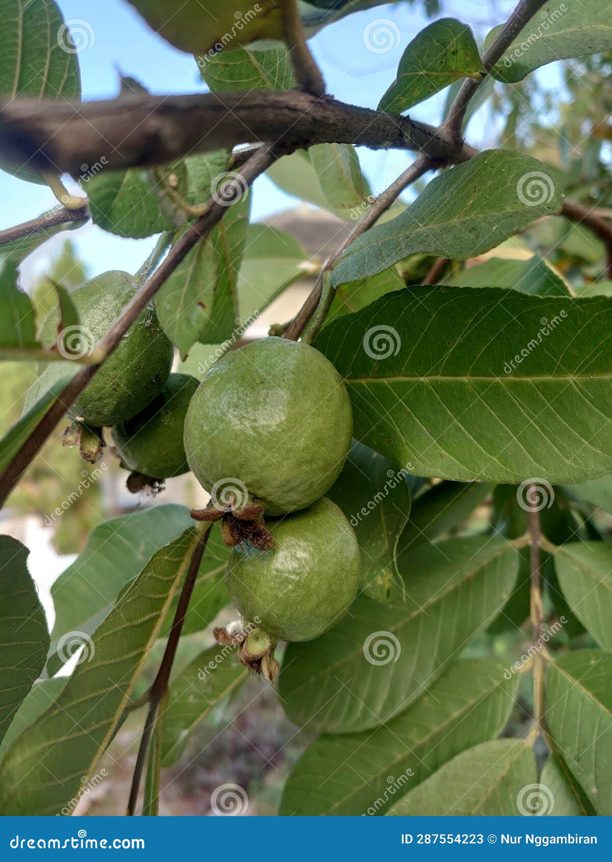 Young Guava Fruit that is Still in Its Infancy Stock Image - Image of ...