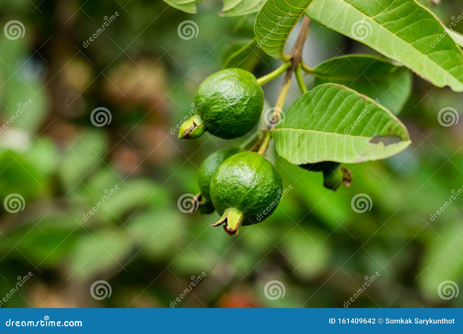 Young guava fruit stock photo. Image of flora, branch - 161409642