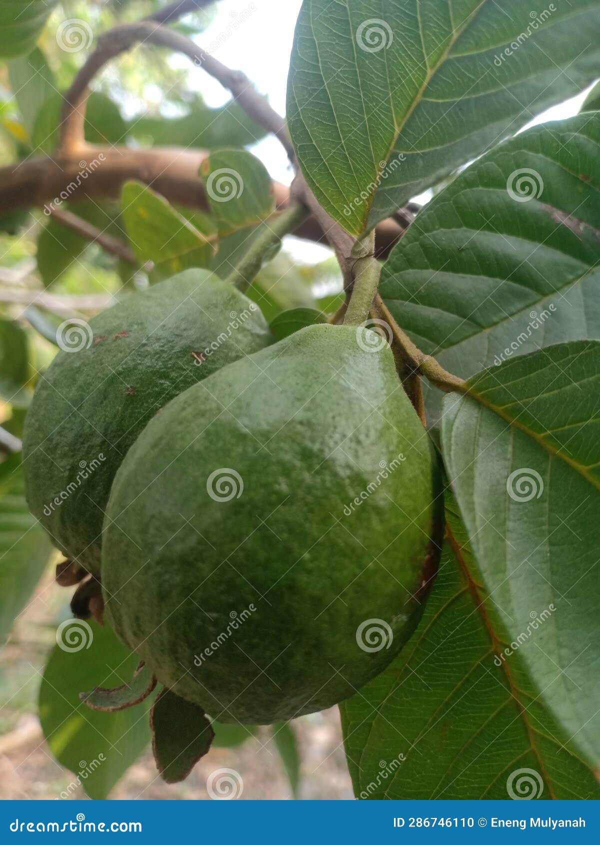 Young Guava is Still on the Tree Stock Photo - Image of citrus, leaf ...