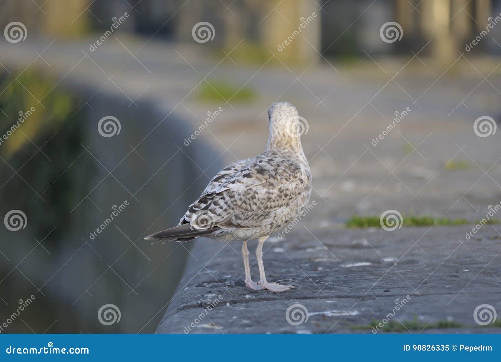Young gull from Back stock image. Image of white, natural - 90826335