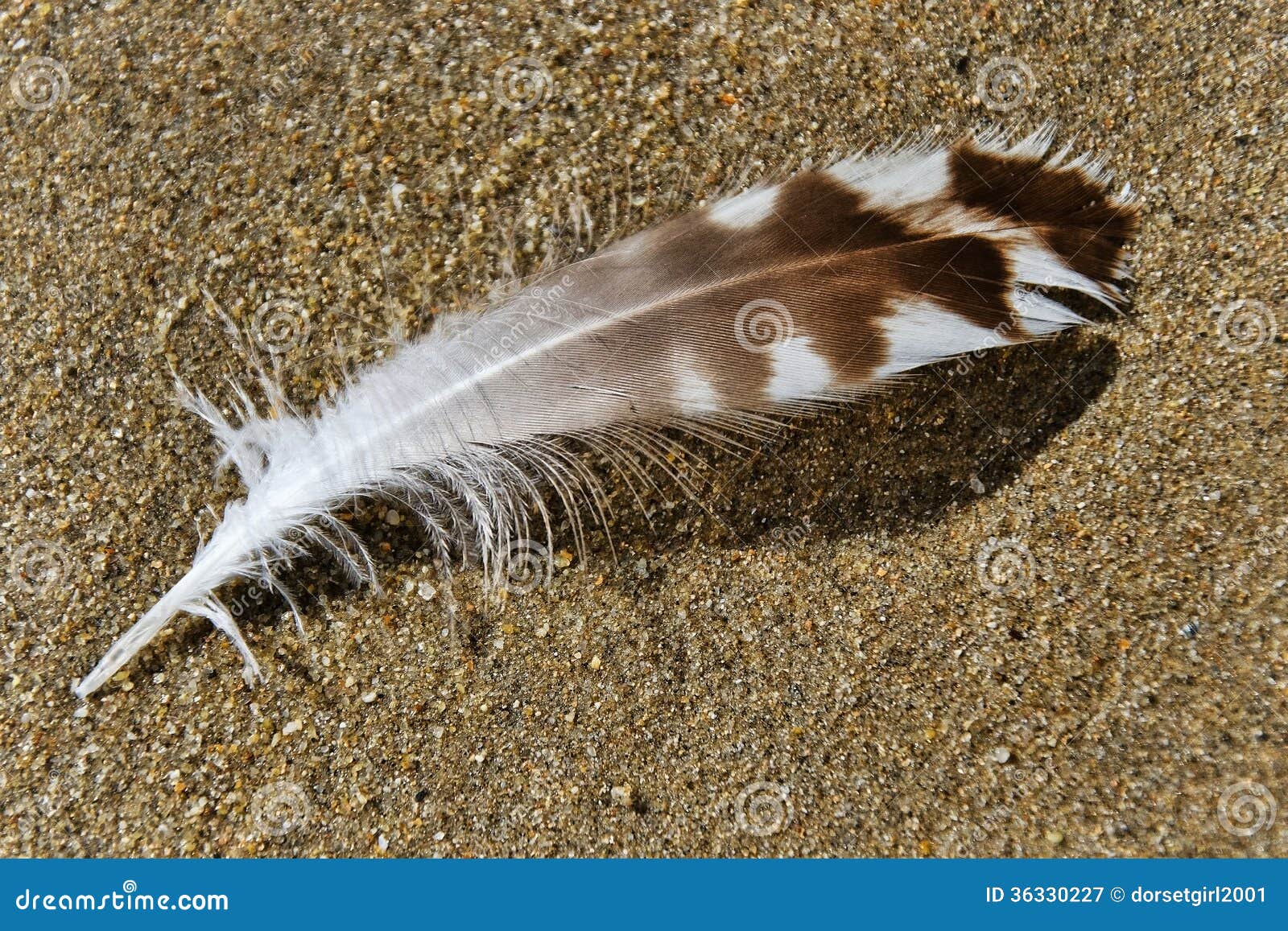 Young Gull Feather stock image. Image of bird, seagull - 36330227