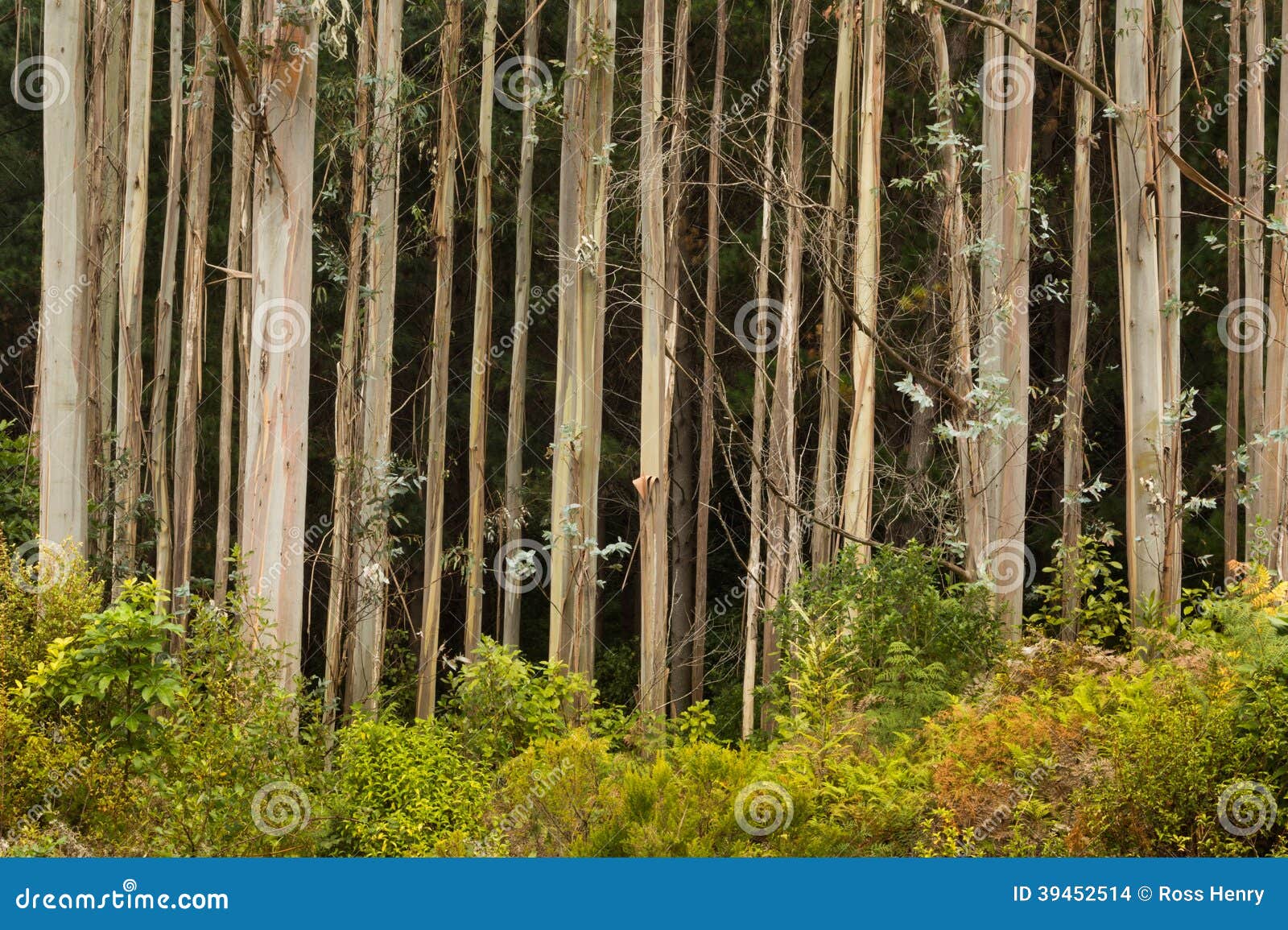 Young Gum Trees stock photo. Image of group, farm, young - 39452514