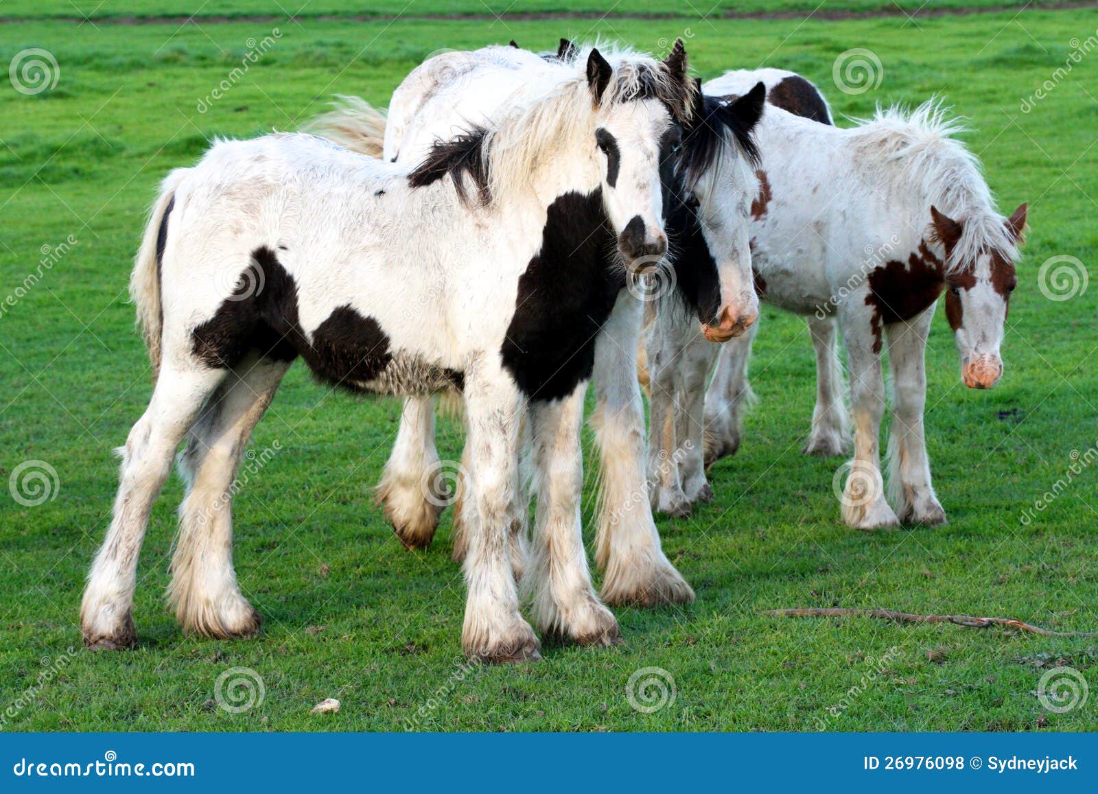 Young Gypsy Cob Horses stock photo. Image of irish, pony - 26976098