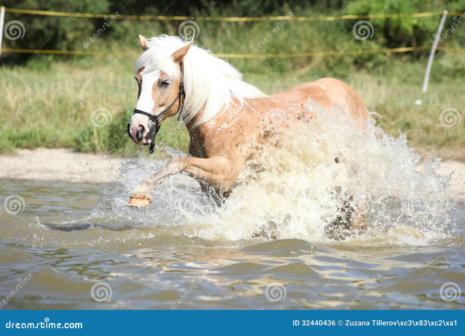Young Haflinger Playing in the Water Stock Photo - Image of haflinger ...