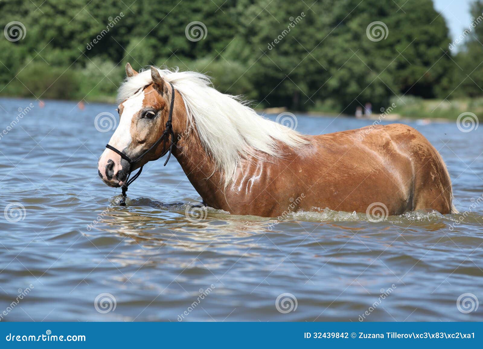 Young Haflinger in the Water Stock Photo - Image of chestnut, outside ...