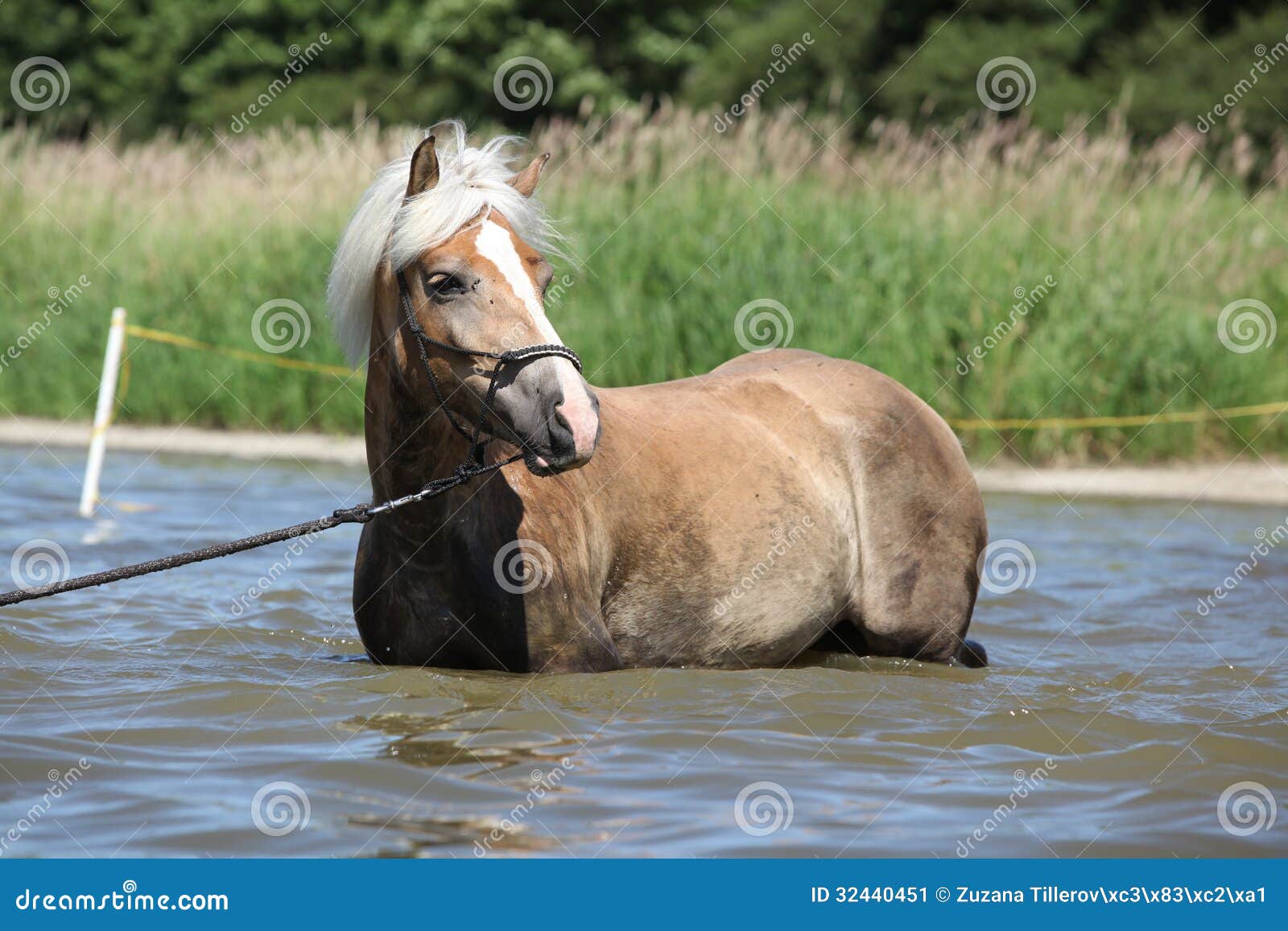 Young Haflinger in the Water Stock Image - Image of mammal, color: 32440451