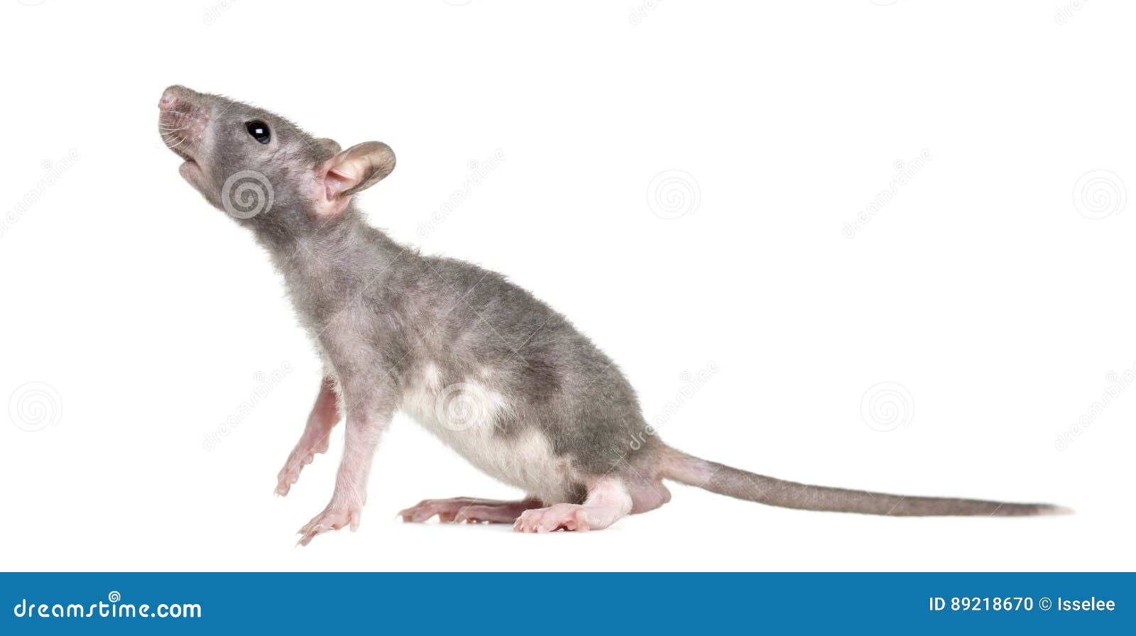 Young Hairless Rat, Isolated Stock Photo - Image of side, isolated ...