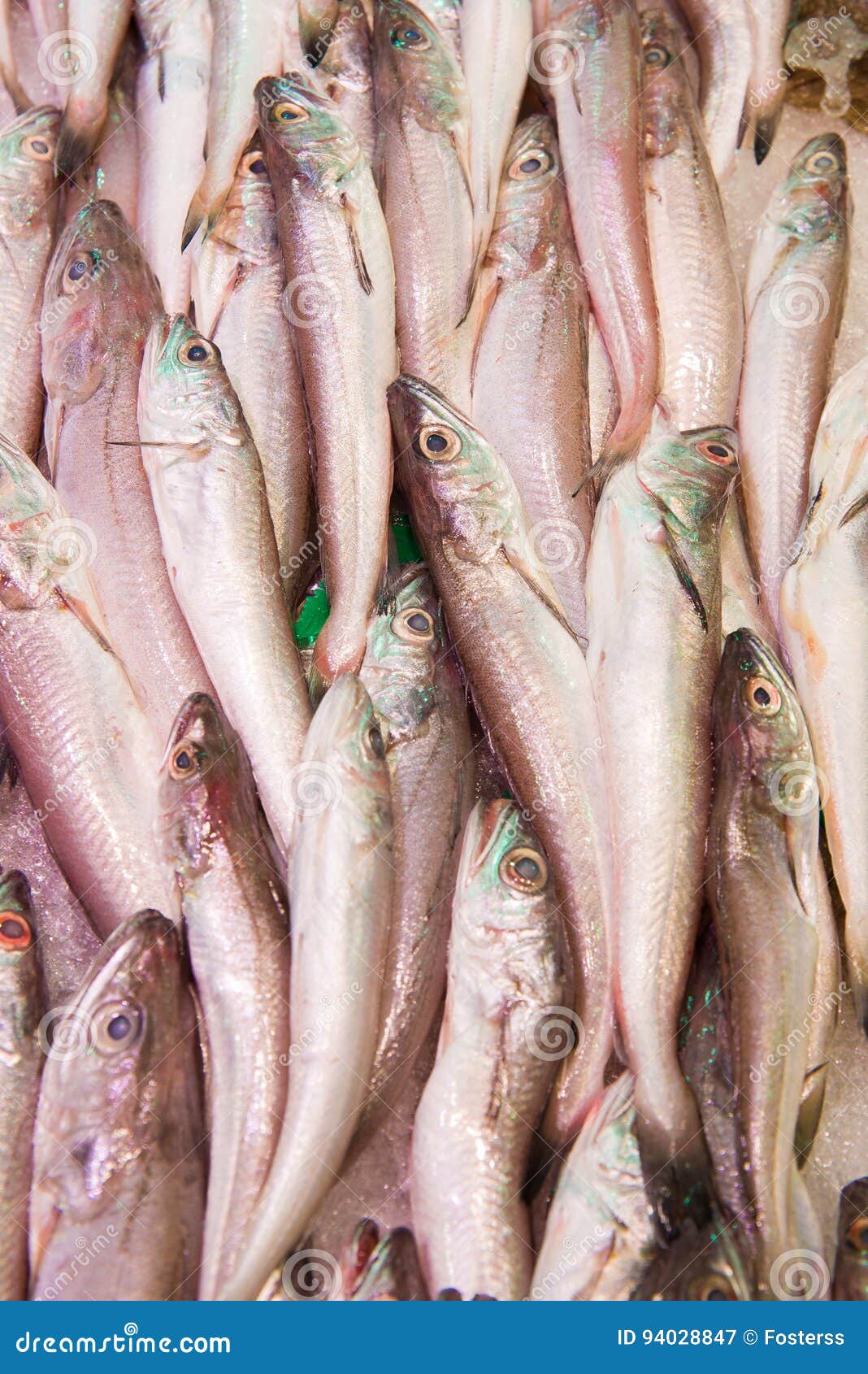 Young hake stock image. Image of silver, animal, gills - 94028847