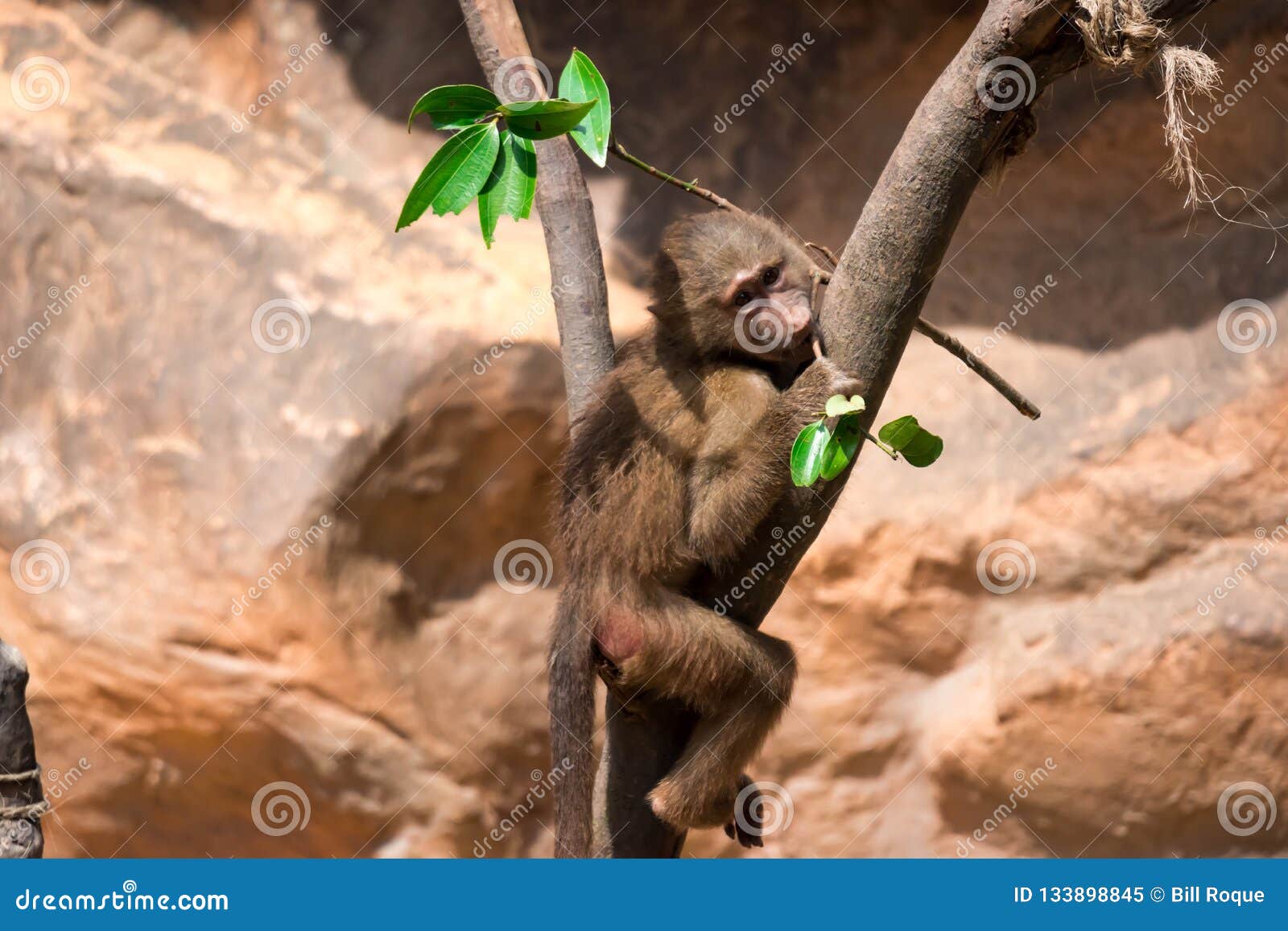 A Young Hamadryas Baboon while Climbing a Tree and Looking for F Stock ...